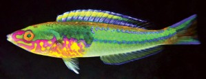 Pseudojuloides edwardi: a spectacular new wrasse species is named after ...