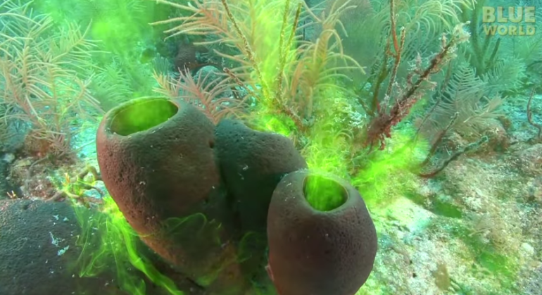 “Jonathan Bird’s Blue World: Sponges” demonstrates their beautiful ...