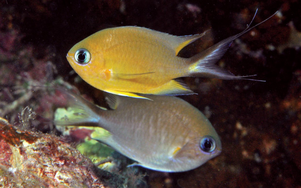 Chromis howsoni, a new golden damselfish species from Papua New Guinea ...