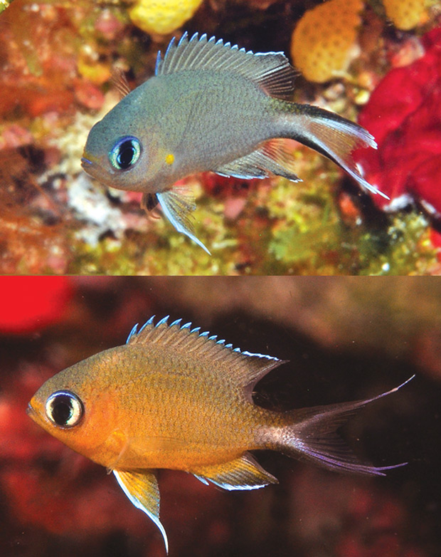 Chromis howsoni, a new golden damselfish species from Papua New Guinea ...