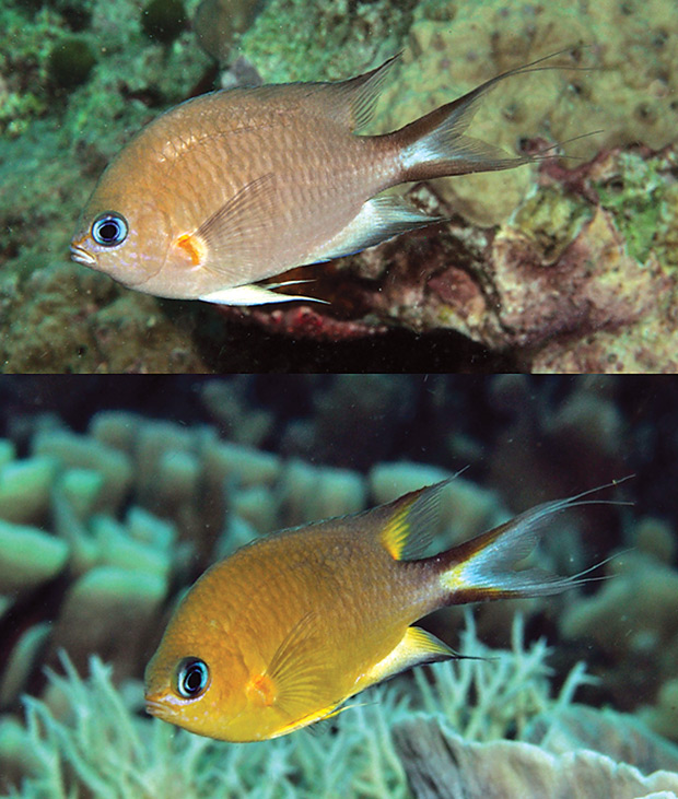 Chromis howsoni, a new golden damselfish species from Papua New Guinea ...