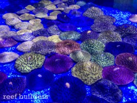 This Persian Gulf Reef is Home to 400 Million Cycloseris! | Reef ...