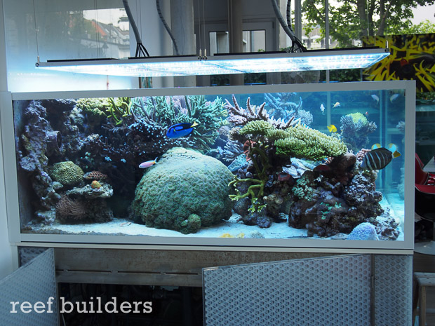 Triton Reef’s big pet Tridacna Gigas giant clam | Reef Builders | The ...