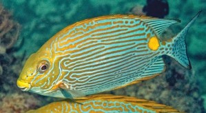 Top 5 Reasons to Love Biota’s Rabbitfish in a Reef Tank | Reef Builders ...