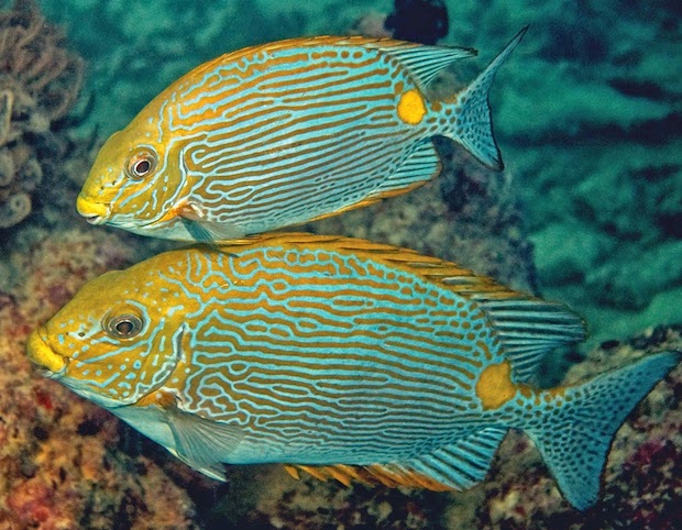 Siganus insomnis is a striking new species of rabbitfish from the ...