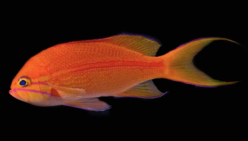 CAS finding success with hyperbaric chamber to decompress fish | Reef ...