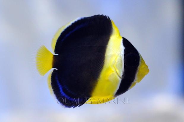 Captive-bred scribbled angelfish are already flowing to Quality Marine ...