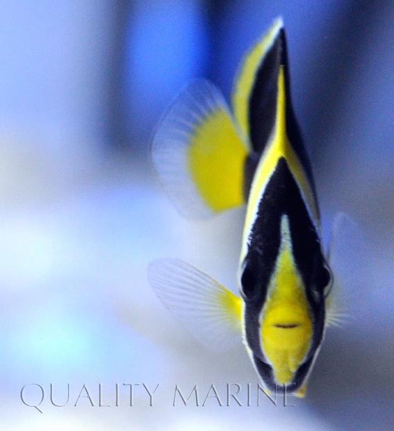 Captive-bred scribbled angelfish are already flowing to Quality Marine ...