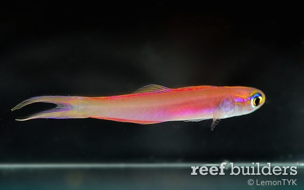 Navigobius dewa is the undisputed queen of dart fishes | Reef Builders ...