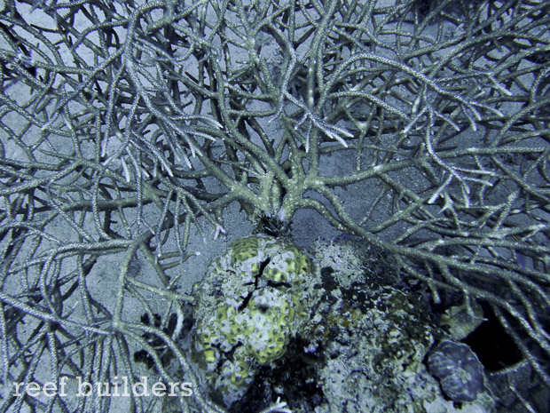 The glorious colony shape of Acropora plumosa | Reef Builders | The ...