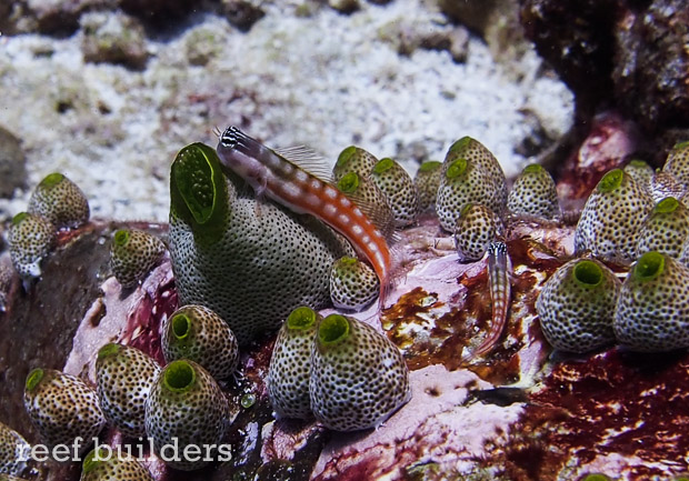 Ecsenius bathi, the blenny from Komodo and the Flores Sea | Reef ...