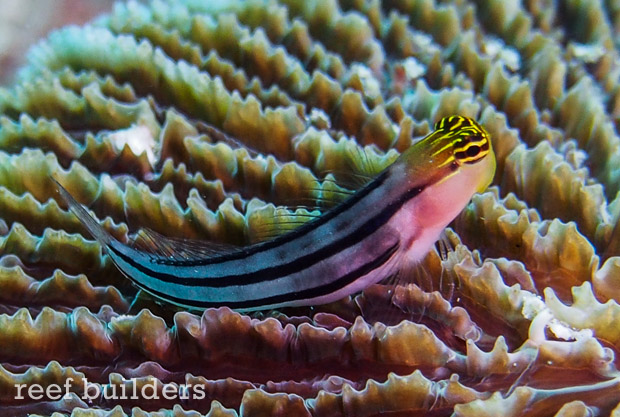 Ecsenius bathi, the blenny from Komodo and the Flores Sea | Reef ...