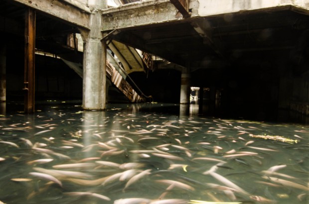 Abandoned shopping mall overrun by fish is pretty surreal | Reef ...