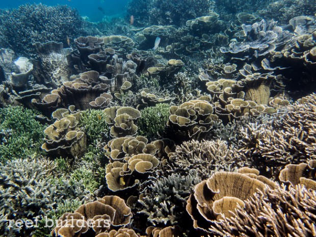 Get ready for lots of exciting stories from the Fluval Sea Flores ...