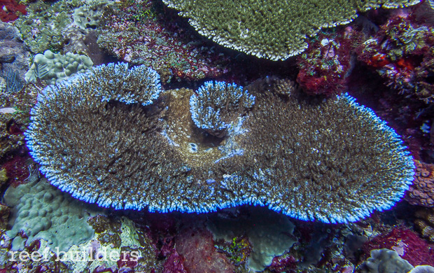 Get ready for lots of exciting stories from the Fluval Sea Flores ...