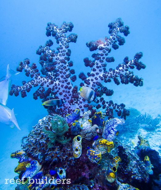 Get ready for lots of exciting stories from the Fluval Sea Flores ...