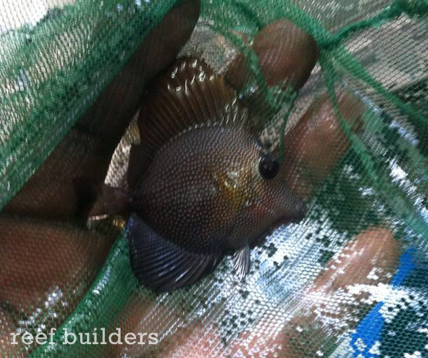 Gem tang hybrid could be the rarest surgeonfish ever | Reef Builders ...