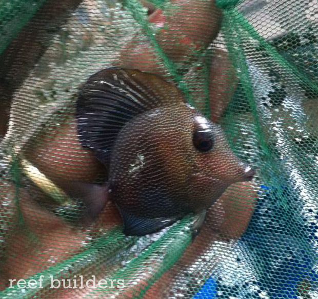 Gem tang hybrid could be the rarest surgeonfish ever | Reef Builders ...