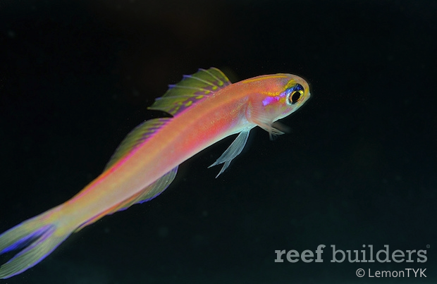 Navigobius dewa is the undisputed queen of dart fishes | Reef Builders ...