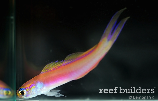 Navigobius dewa is the undisputed queen of dart fishes | Reef Builders ...
