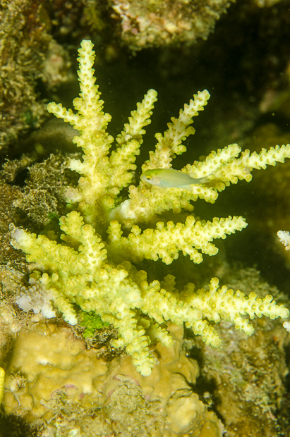 Observations on unusually colored Acropora in the Flores Sea | Reef ...