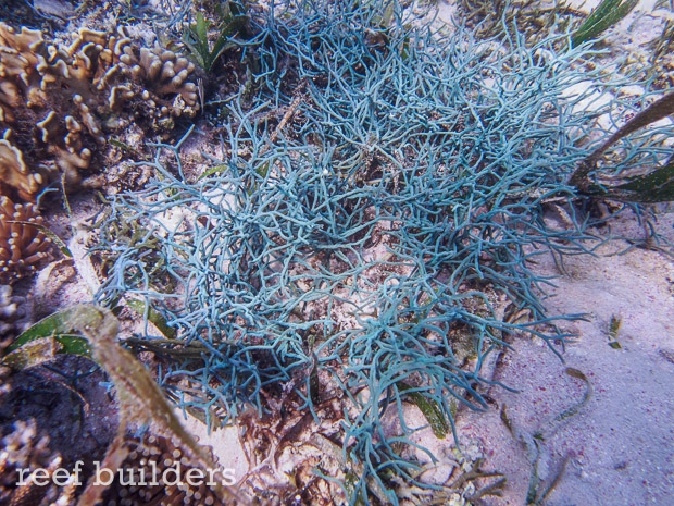 Neat photosynthetic blue sponge likes to live among stony corals | Reef ...