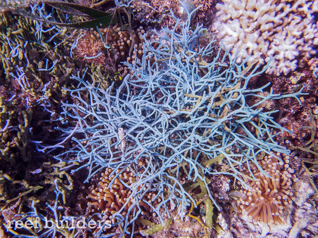 Neat photosynthetic blue sponge likes to live among stony corals | Reef ...