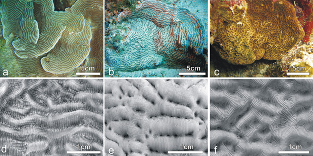 Pachyseris inattesa is a newly described coral from the Red Sea | Reef ...