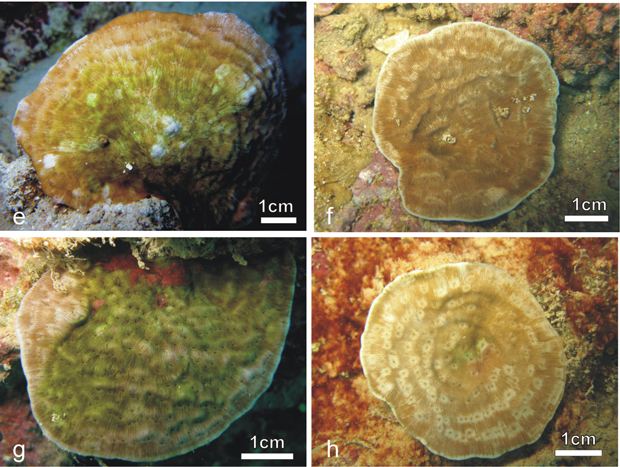 Pachyseris inattesa is a newly described coral from the Red Sea | Reef ...