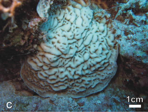 Pachyseris inattesa is a newly described coral from the Red Sea | Reef ...