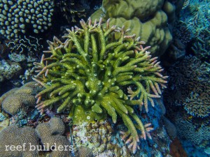 Rare Acropora robusta sighted in extreme flow environment | Reef ...