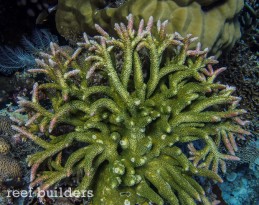 Rare Acropora robusta sighted in extreme flow environment | Reef ...