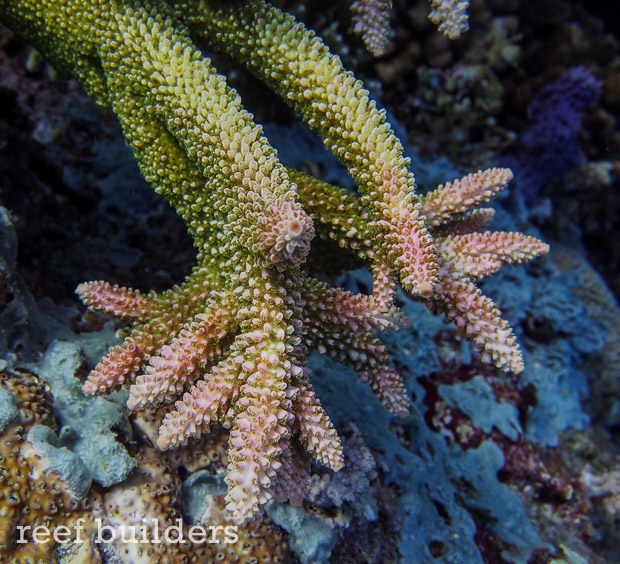 Rare Acropora robusta sighted in extreme flow environment | Reef ...
