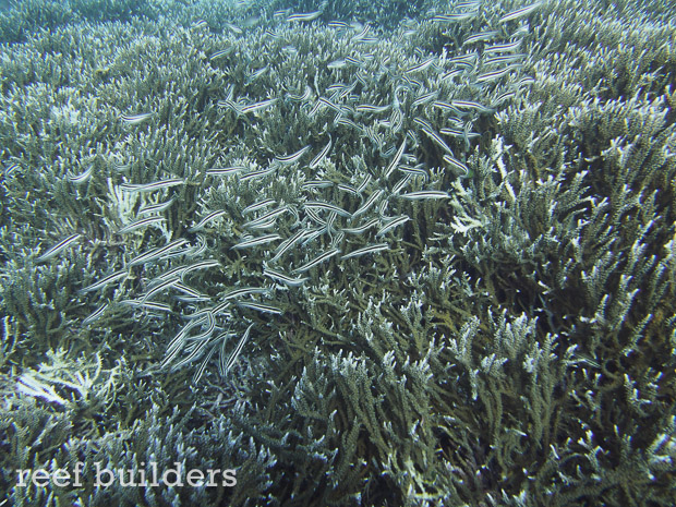 Delicate Anacropora forbesi can actually grow into fields | Reef ...