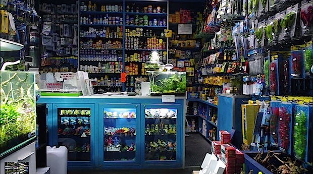 London’s Aquatic Design Centre is an aquarium store that has it all ...