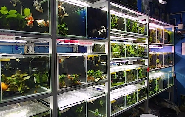 London’s Aquatic Design Centre is an aquarium store that has it all ...