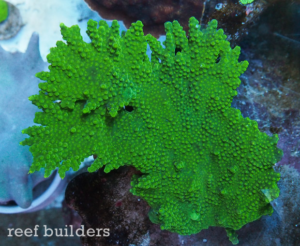 Green Acropora solitaryensis being exported from Australia | Reef ...