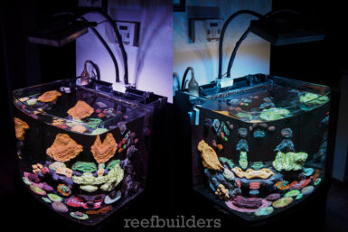 Hydra 26 review and comparison with Vega LED | Reef Builders | The Reef ...