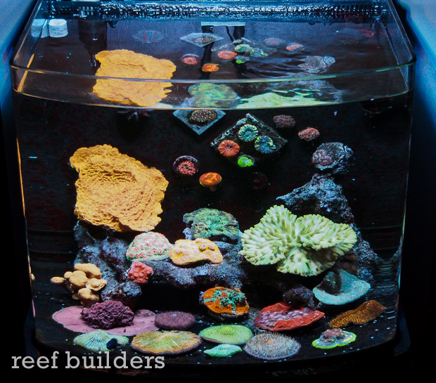 Hydra 26 review and comparison with Vega LED | Reef Builders | The Reef ...