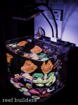 Hydra 26 review and comparison with Vega LED | Reef Builders | The Reef ...