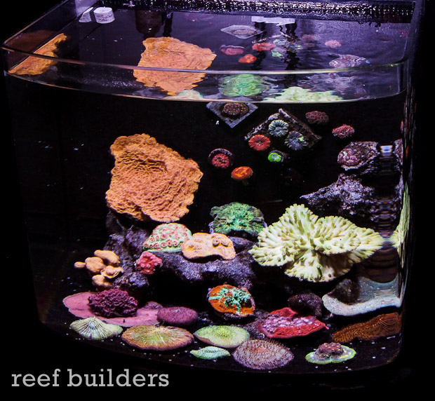 Hydra 26 review and comparison with Vega LED | Reef Builders | The Reef ...