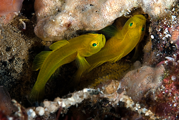 One man’s trash is another fish’s treasure | Reef Builders | The Reef ...