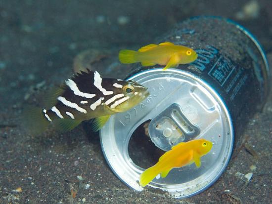 One man’s trash is another fish’s treasure | Reef Builders | The Reef ...