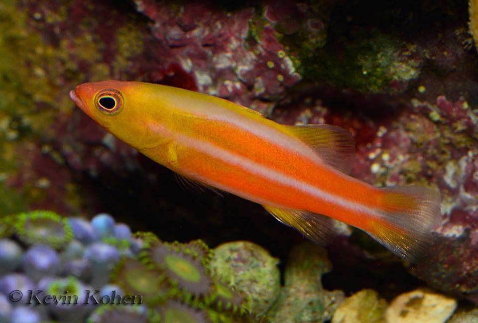 Behind the face of LiveAquaria - Kevin Kohen’s fish collection part 3 ...