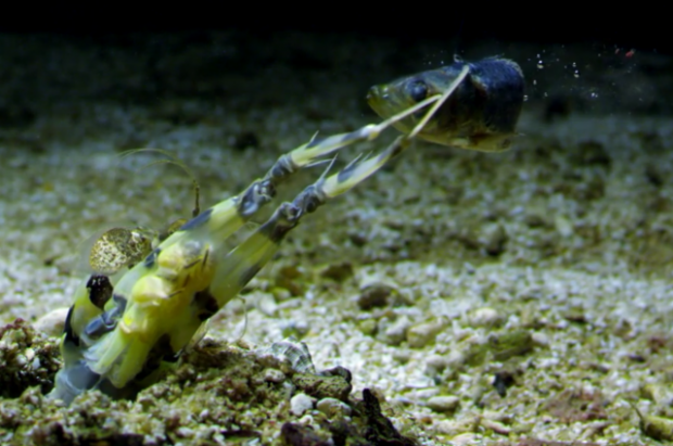 Watch a mantis shrimp in super slow motion | Reef Builders | The Reef ...