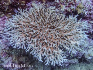 Unique observations of the natural habitat of Acropora suharsonoi ...