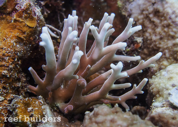 Unique observations of the natural habitat of Acropora suharsonoi ...