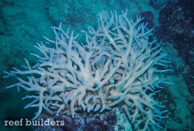 Unique observations of the natural habitat of Acropora suharsonoi ...