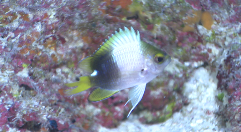 Ultra Rare Fish Alert: First live photos of Chromis struhsakeri and ...