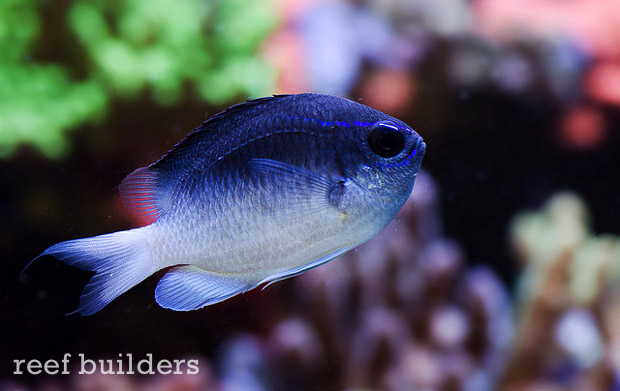 Behind the face of LiveAquaria - Kevin Kohen’s fish collection part 2 ...